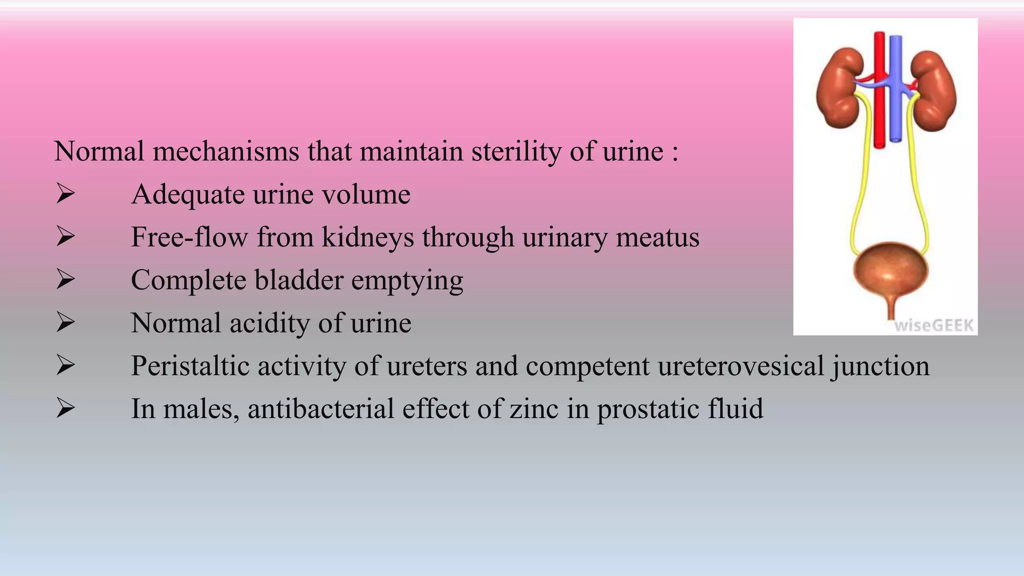 Urinary tract infections | PPTX