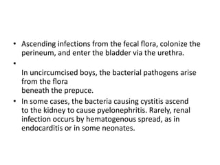 Urinary tract infections | PPT