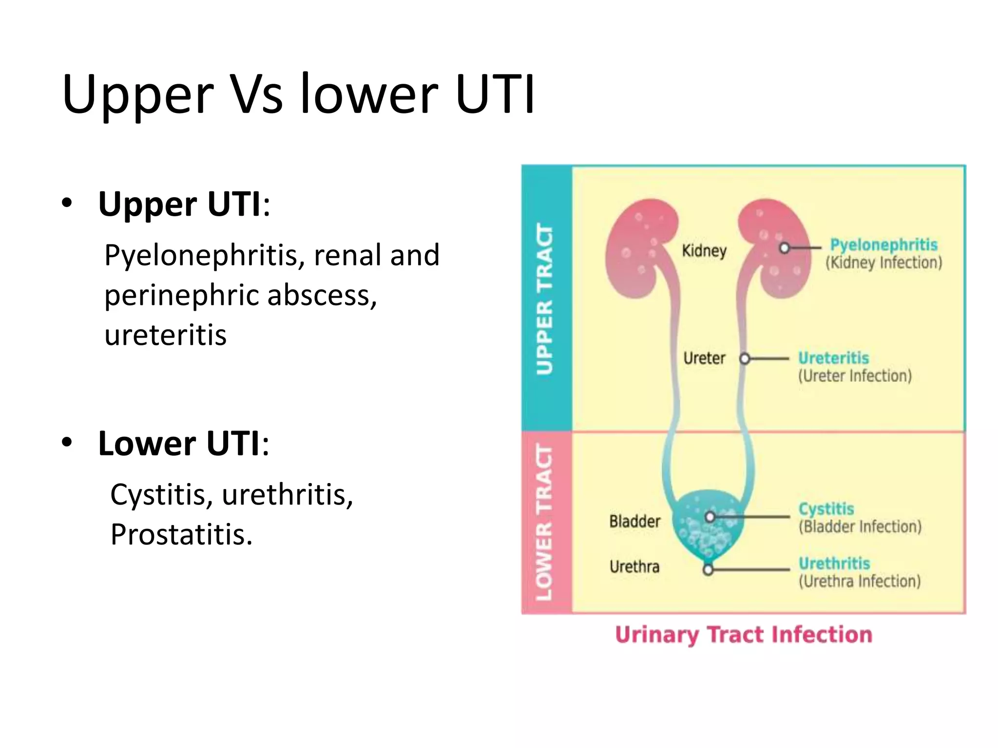Urinary tract infections | PPTX | Infectious Diseases | Diseases and ...