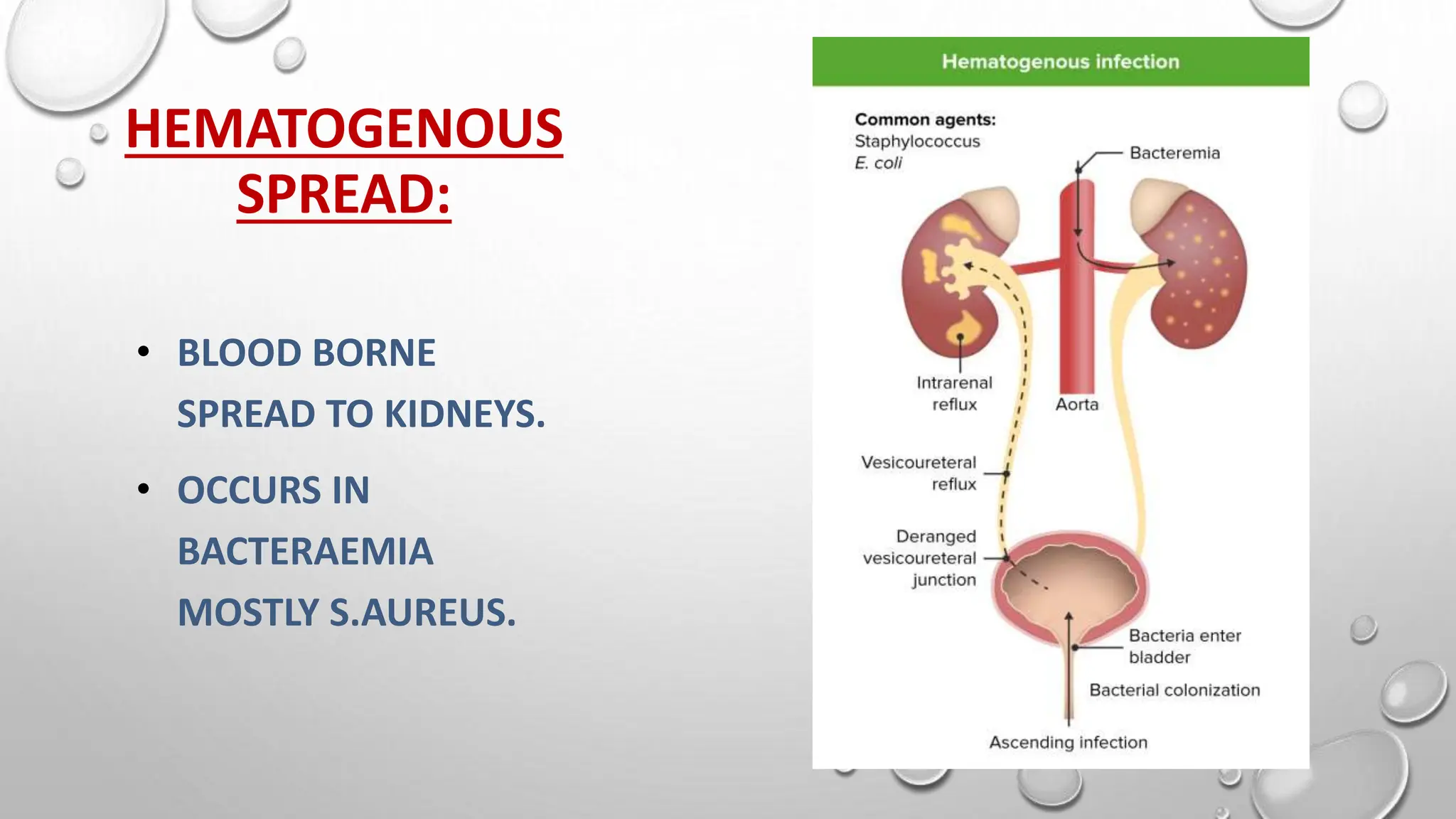 URINARY TRACT INFECTIONS.pptx