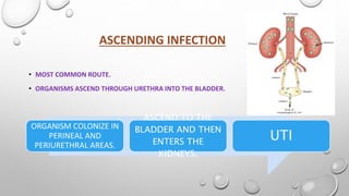 URINARY TRACT INFECTIONS.pptx