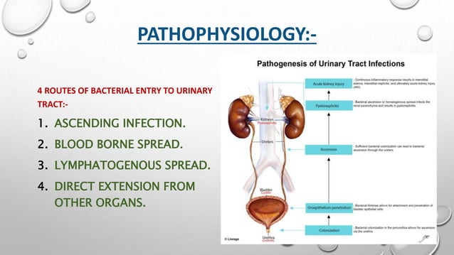 URINARY TRACT INFECTIONS.pptx
