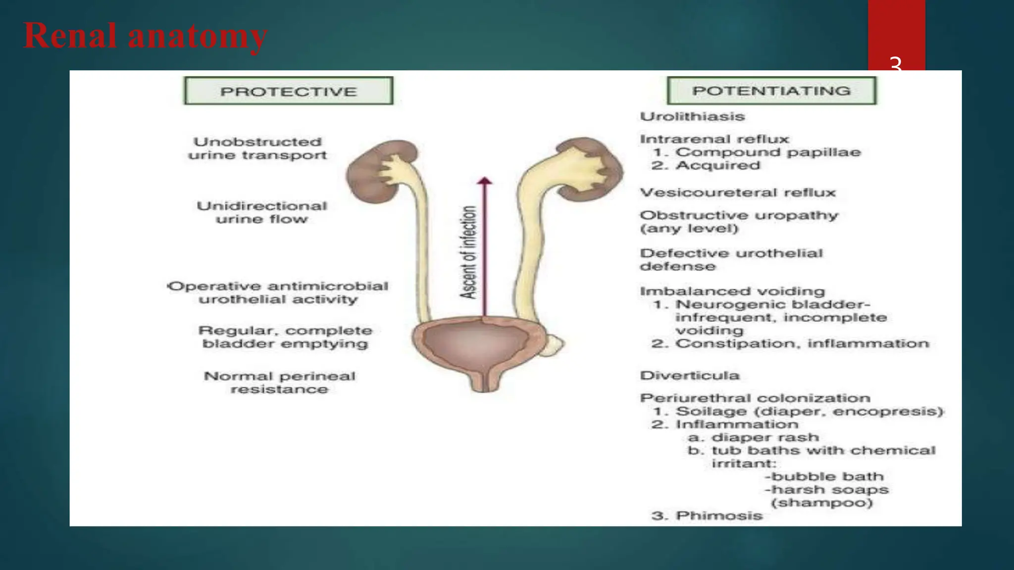 Urinary Tract Infections.pptx