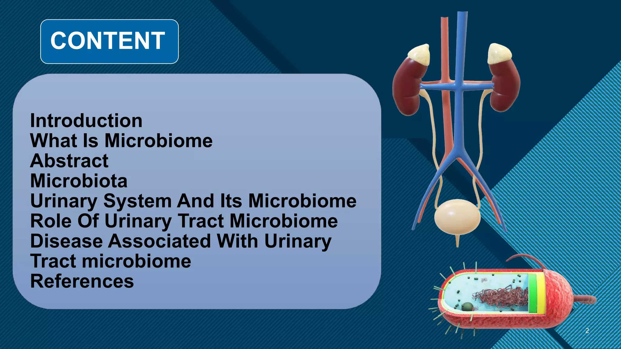urinary tract MICROBIOME.pptx