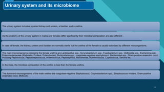 urinary tract MICROBIOME.pptx