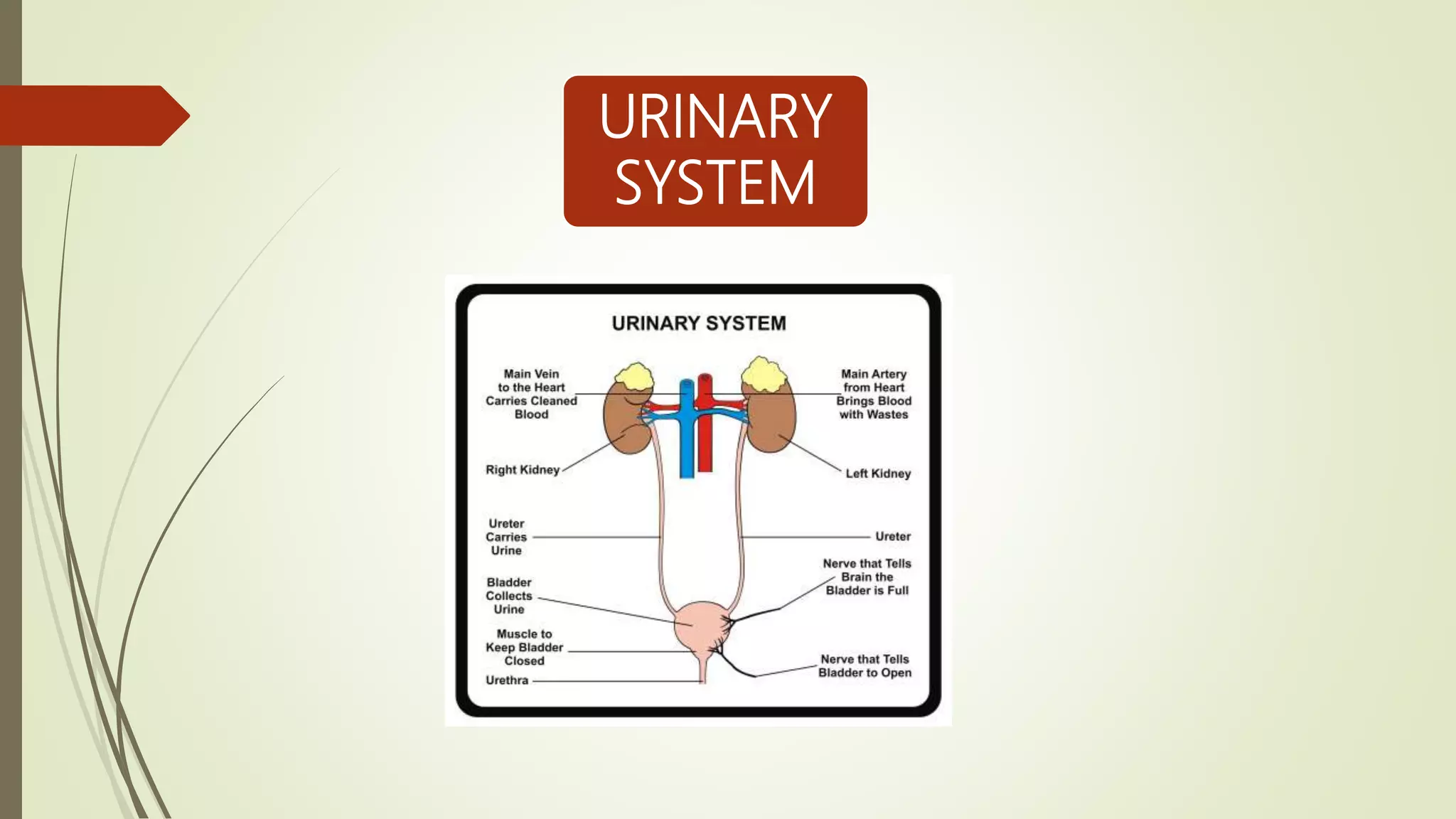 Urine and its tests | PPTX