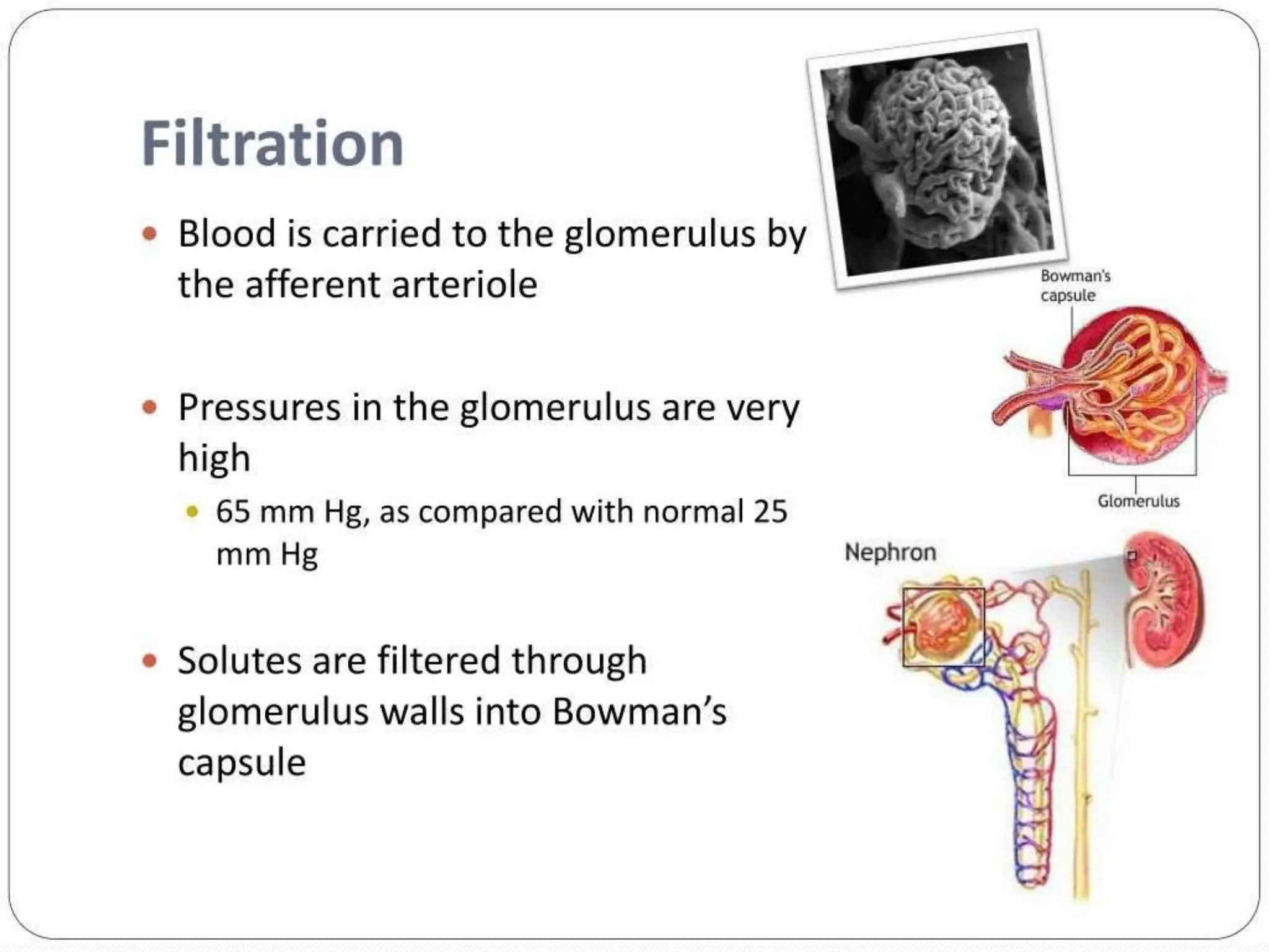 Urine-formation-ppt.pptx A powerpoint on the mechanism of urine ...