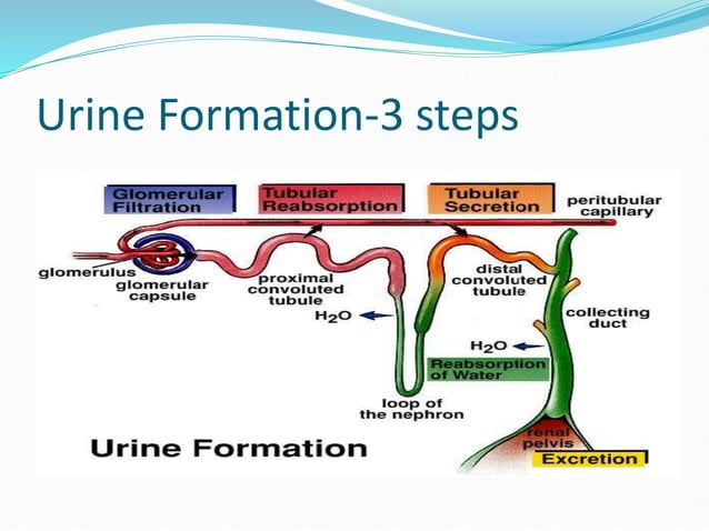 Urine-formation-ppt.pptx A powerpoint on the mechanism of urine ...