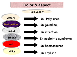 Urine analysis | PPT | Blood Disorders | Diseases and Conditions