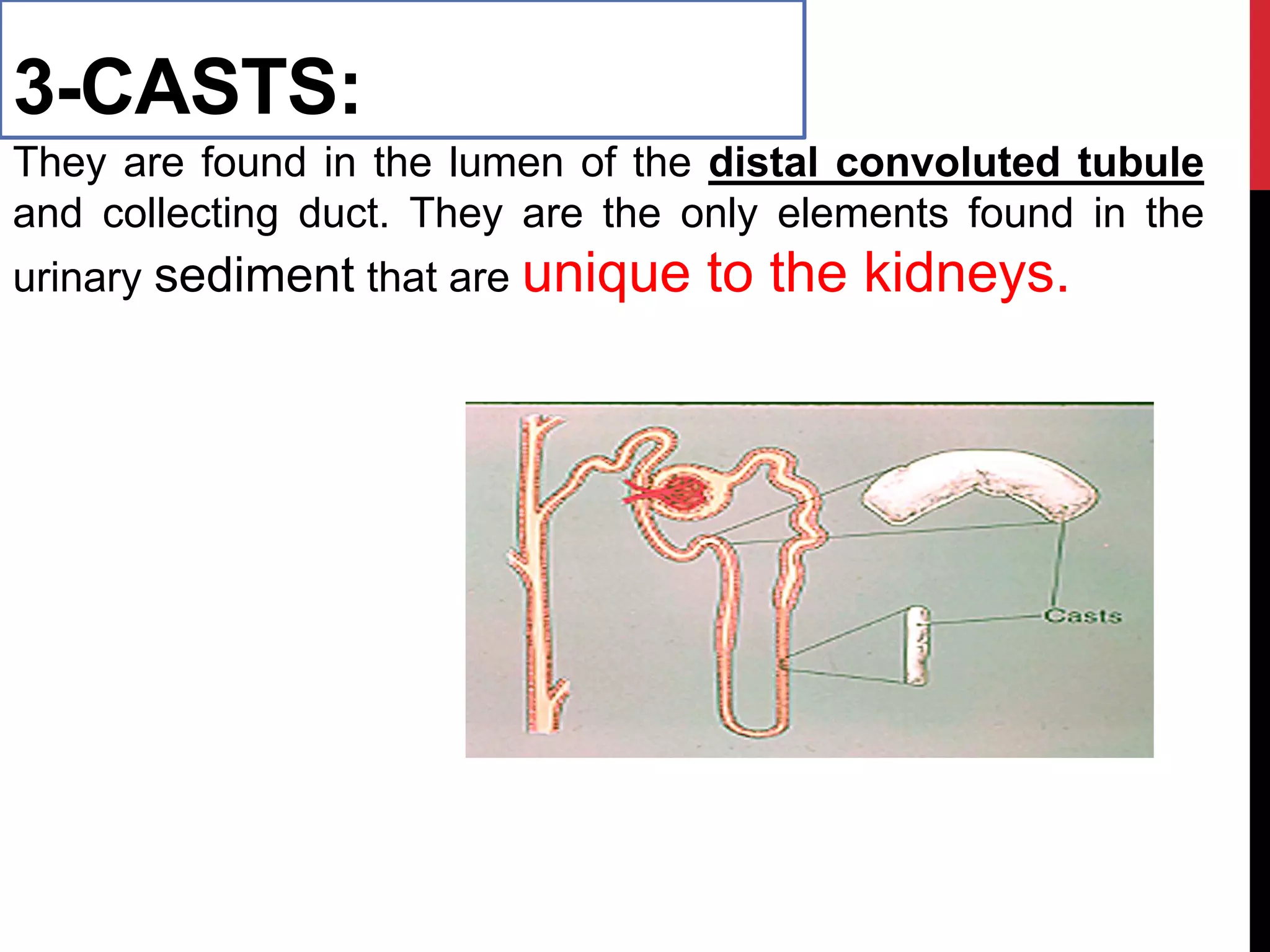 Urine analysis.pdf