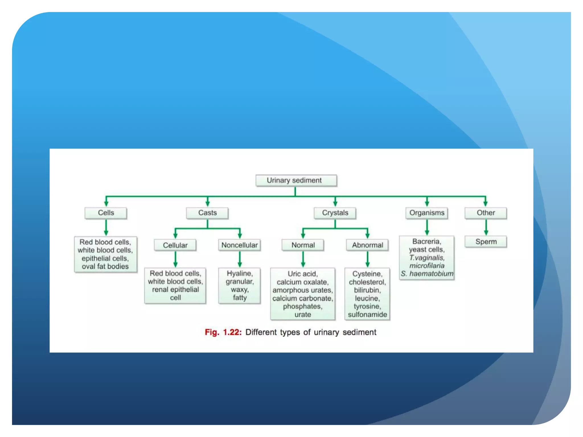 Urine analysis microscopic examination | PPTX