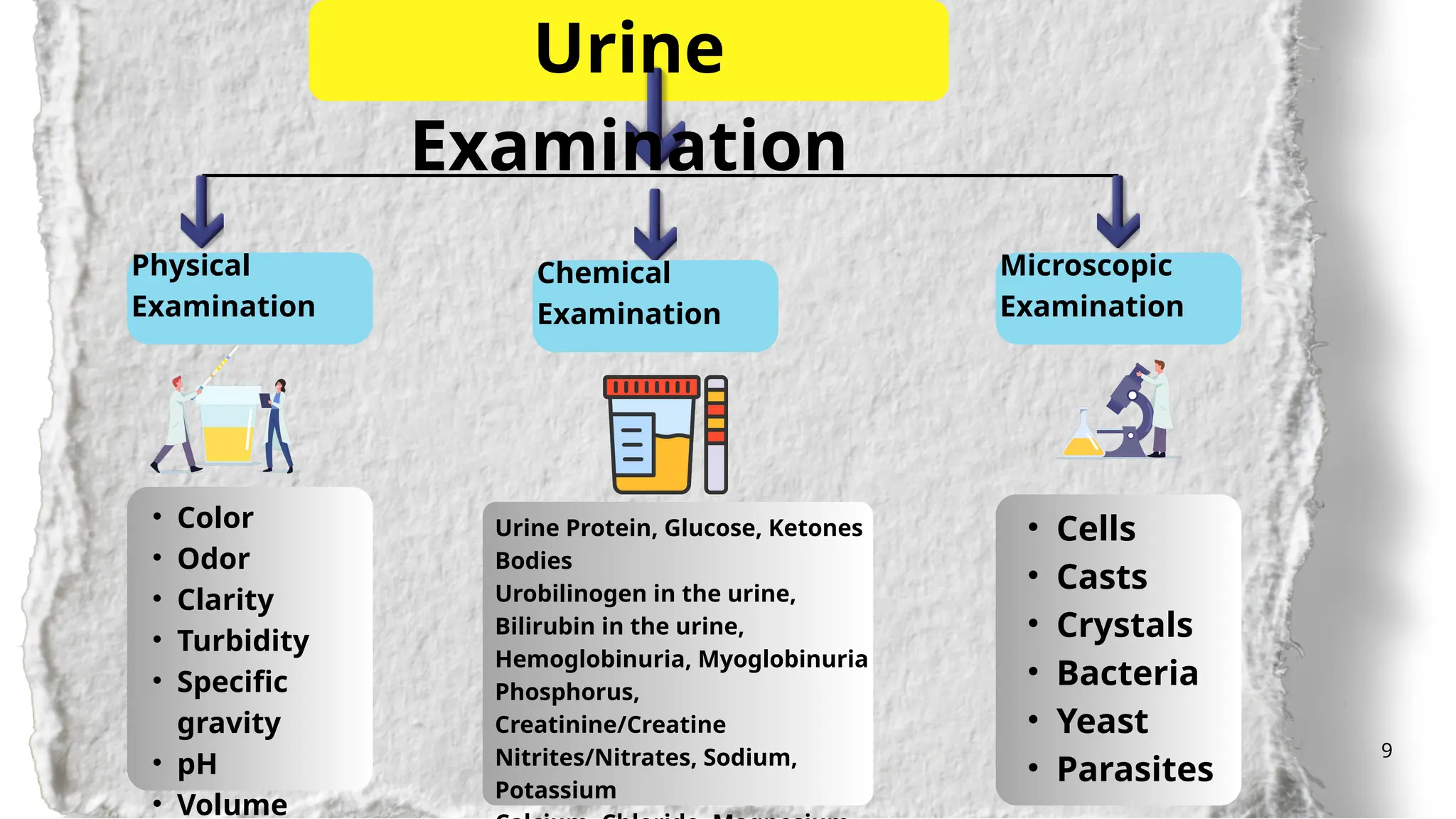 Comprehensive Introduction to Urine Analysis | PPTX