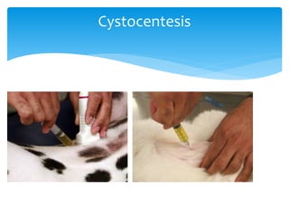 Urine and sputum examination | PPT