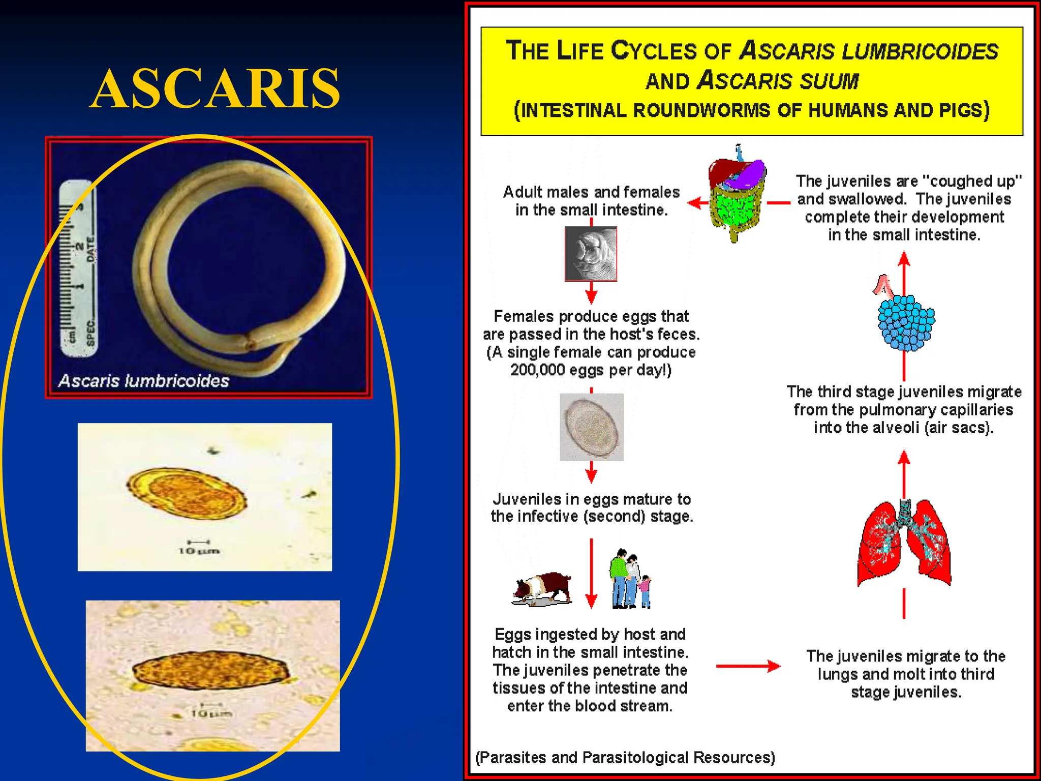 Urine and Stool analysis.ppt urine and stool analysis | PPT