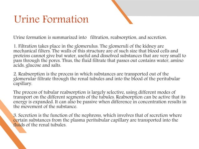 Urine and urinalysis | PPTX | Chemistry | Science