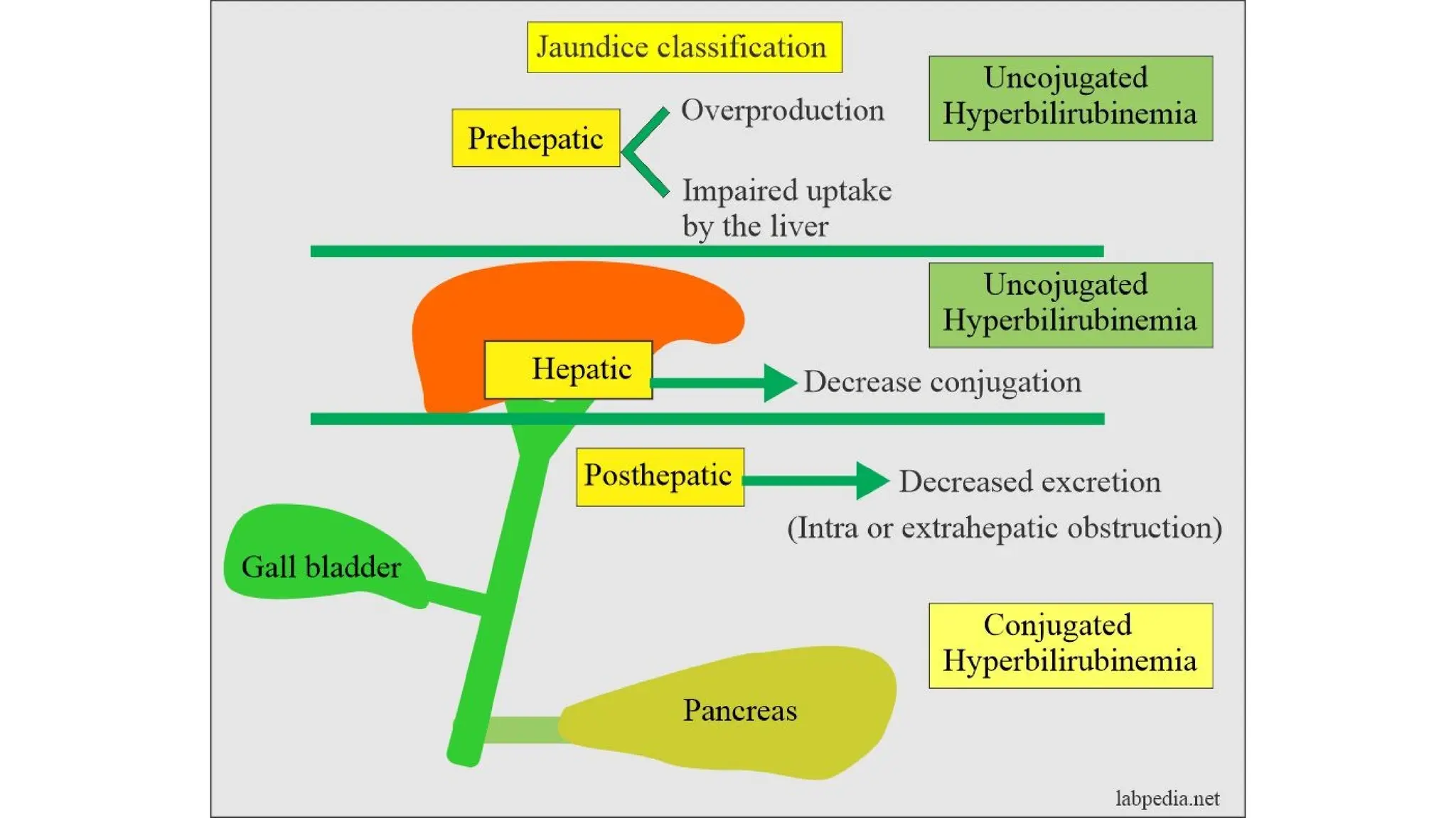 urine bile salts.pptxBilirubin metabolism, conjugated unconjugated | PPT