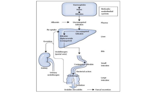 urine bile salts.pptxBilirubin metabolism, conjugated unconjugated | PPTX