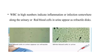 URINE CHEMISTRY AND ITS CONSTITUENTS ,Biochemistry PPT.pptx