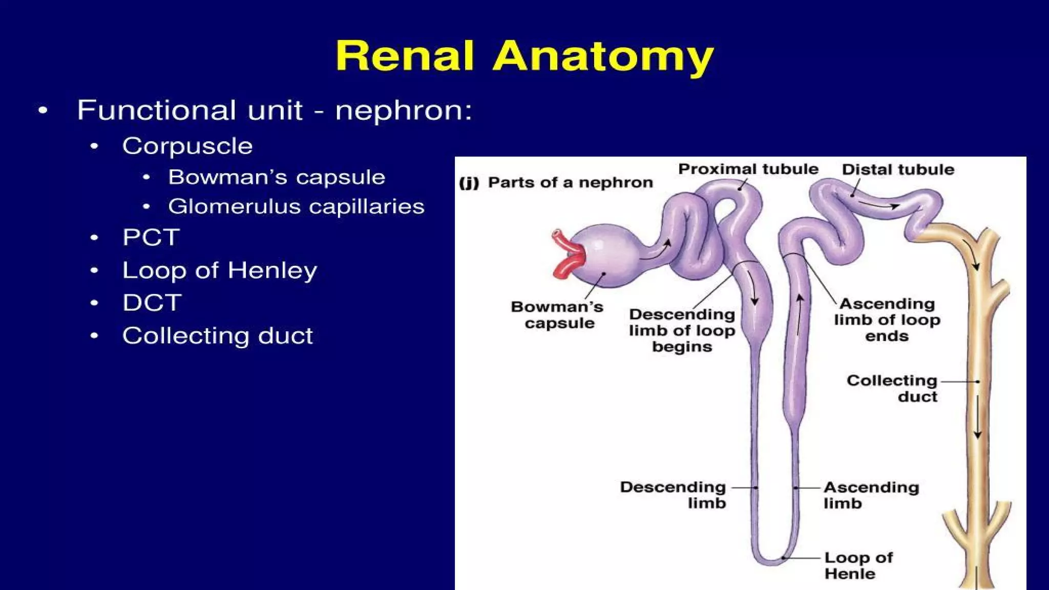 Urine: Chemistry in the Nephron | PPT