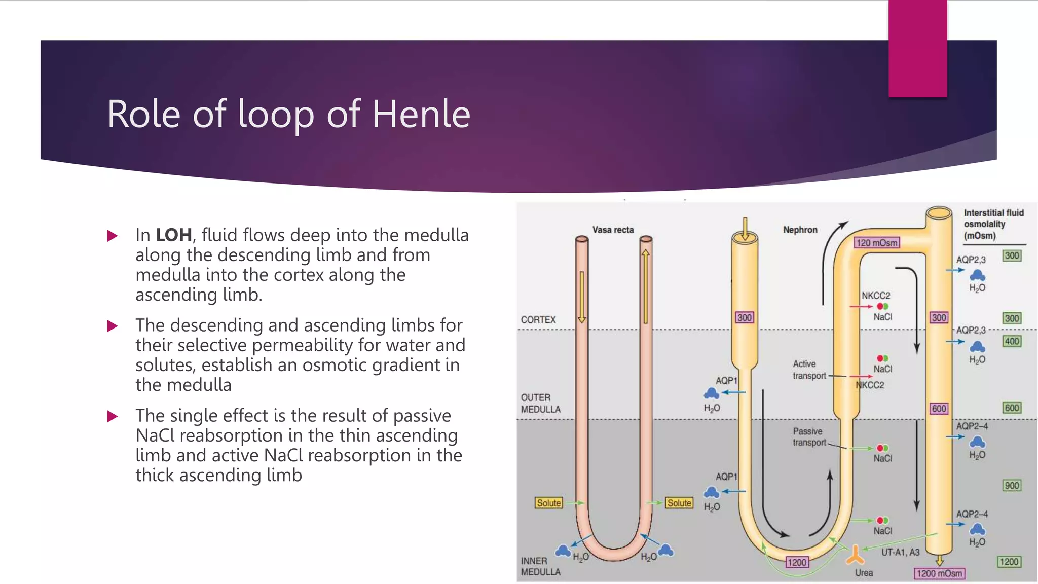 Urine concentration and dilution .pptx