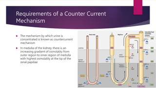 Urine concentration and dilution .pptx