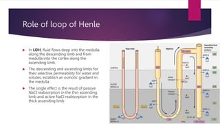 Urine concentration and dilution .pptx