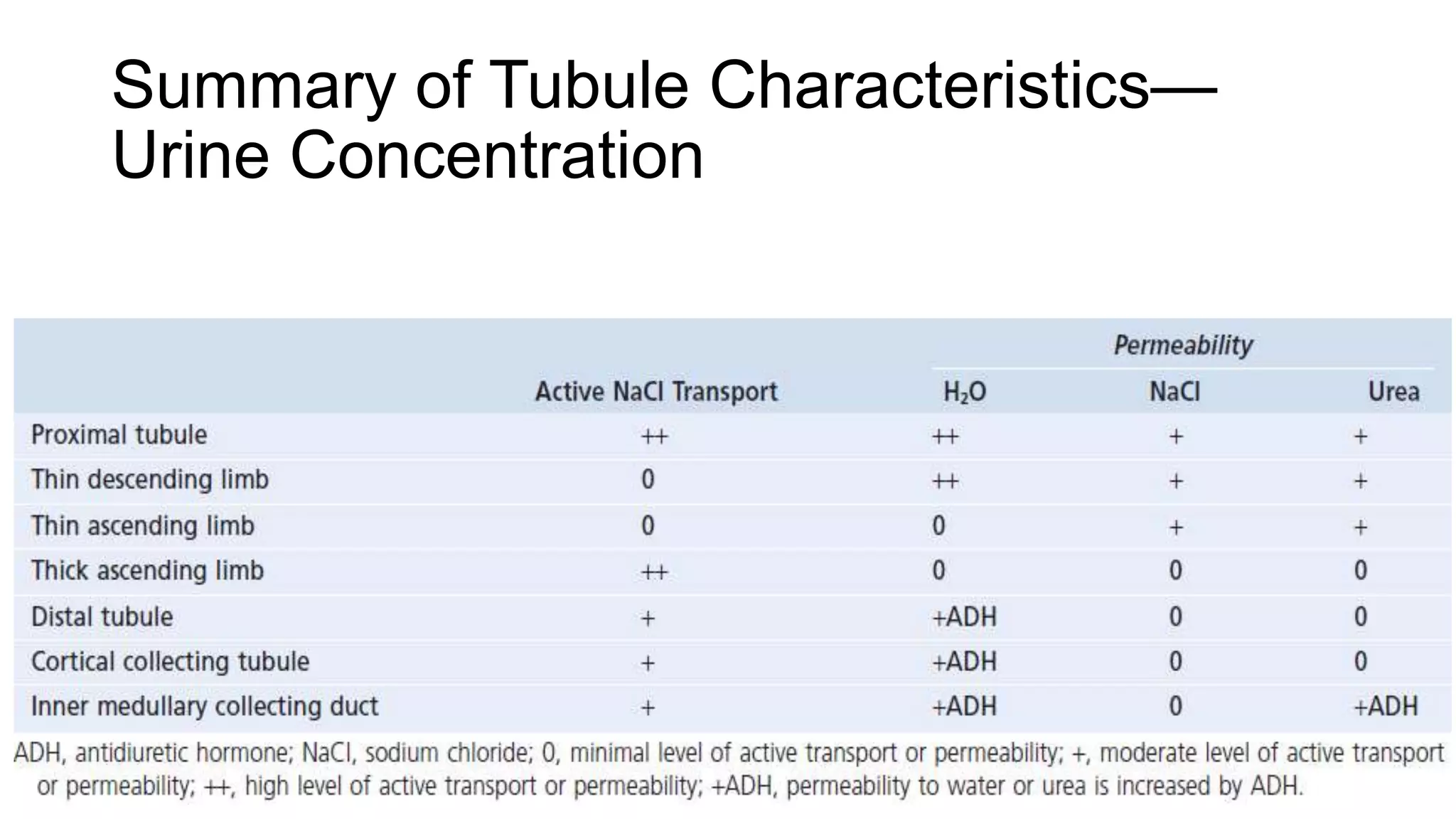 Urine Concentration and Dilution.pptx