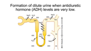 Urine Concentration and Dilution.pptx