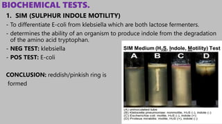 URINE CULTURE SPECIMEN.pptx