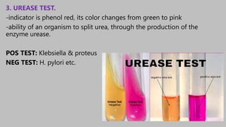 URINE CULTURE SPECIMEN.pptx