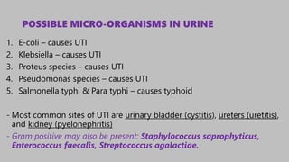 URINE CULTURE SPECIMEN.pptx