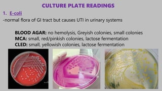URINE CULTURE SPECIMEN.pptx