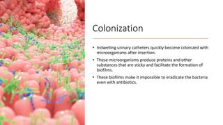 Urine culture stewardship in hospitalized patients | PPTX | Infectious ...