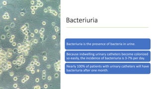 Urine culture stewardship in hospitalized patients | PPTX | Infectious ...