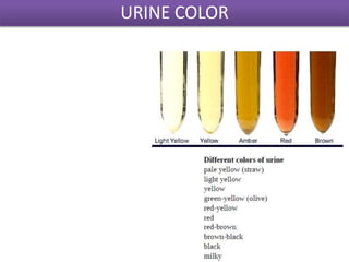 Urine detail examination | PPT