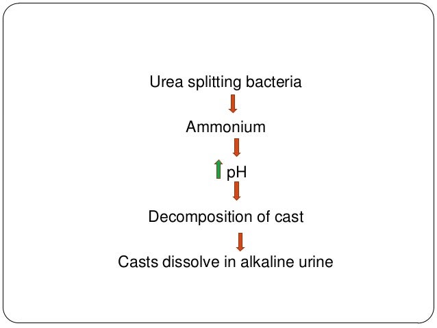 Urine examination