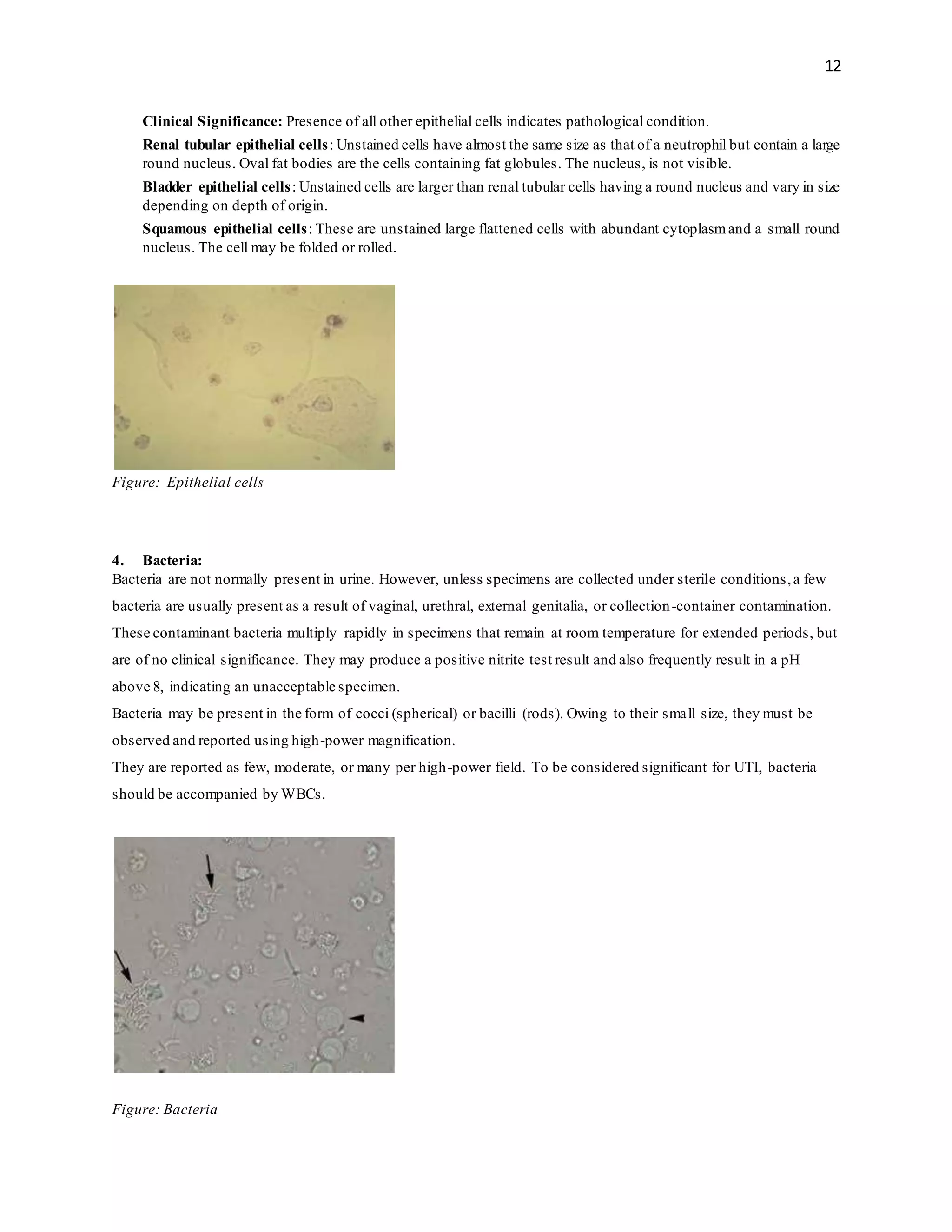 Urine examination | DOCX