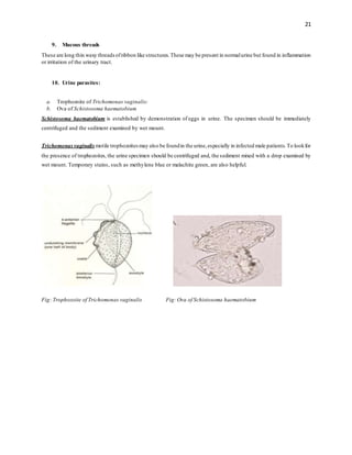Urine examination | DOCX | Chemistry | Science