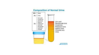 Urine Examination in paediatrics PPT.pptx