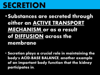 Urine formation | PPTX