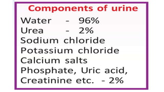 Urine formation | PPTX