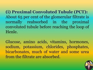 Urine formation | PPTX