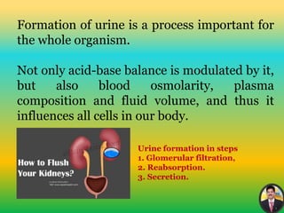 Urine formation | PPTX