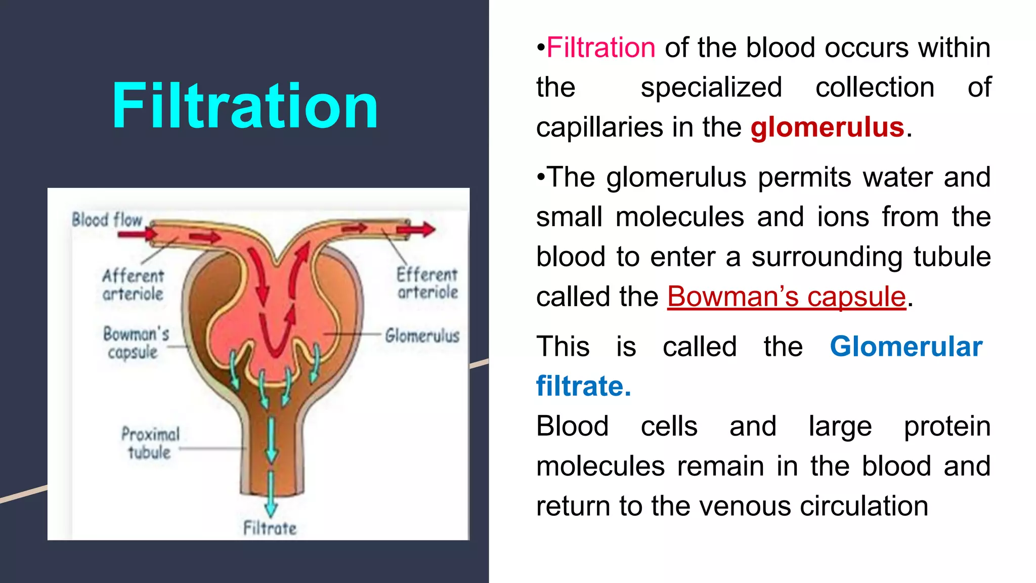 Urine formation | PDF