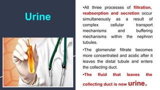 Urine formation | PDF