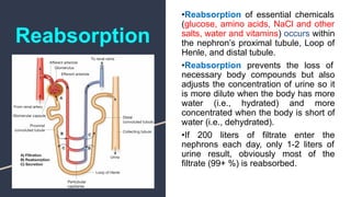 Urine formation | PDF