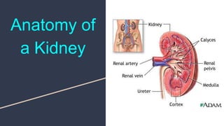 Urine formation | PPT