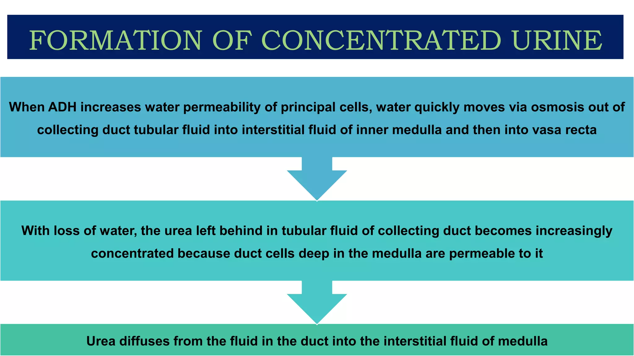 urine formation.pptx