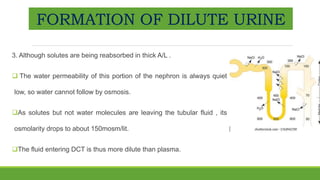 urine formation.pptx