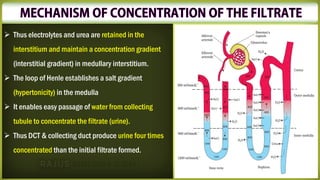 Urine Formation | Human Excretory System.pdf